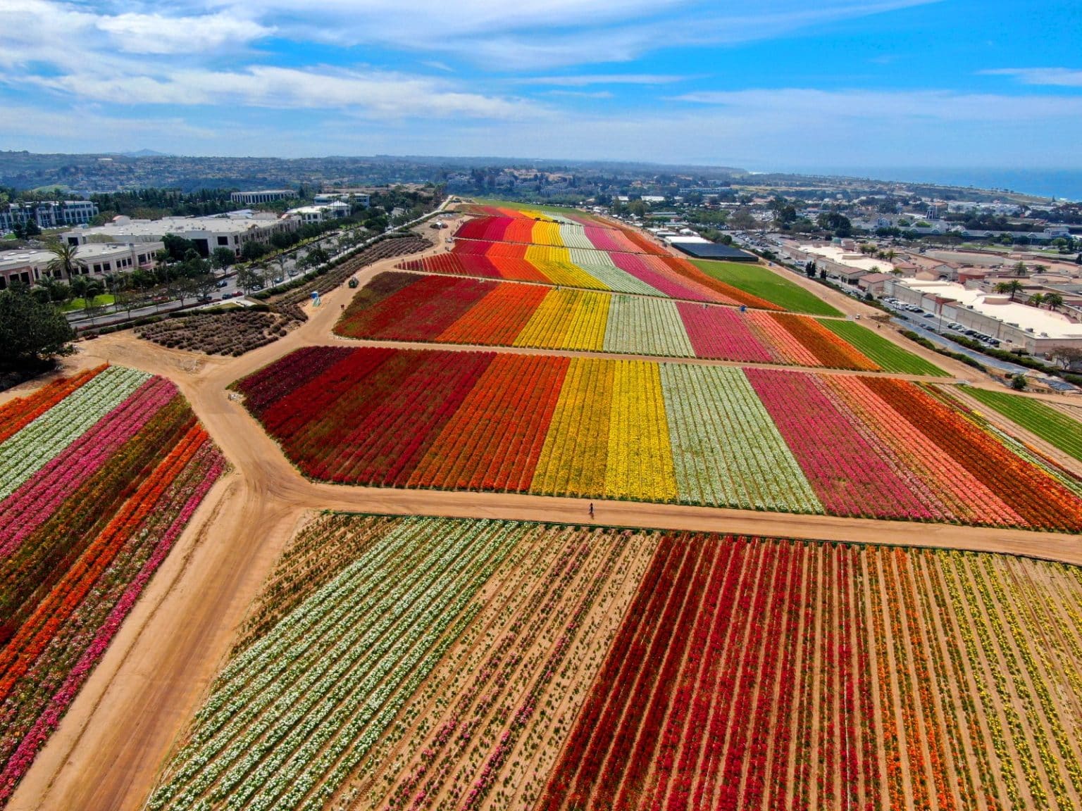 The Carlsbad Flower Fields - Traveler